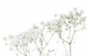 Conheça Mais Sobre a Gypsophila ou Vivaz | Homeflora©